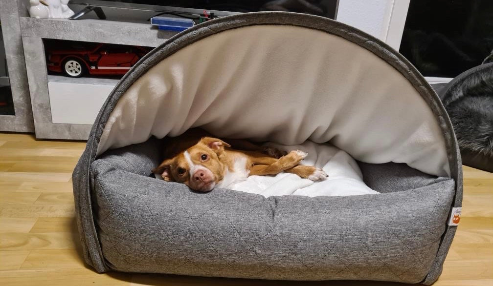 Sleepy Fox® Snuggle Club - Real Photos of Pets Loving Their Cozy Cave